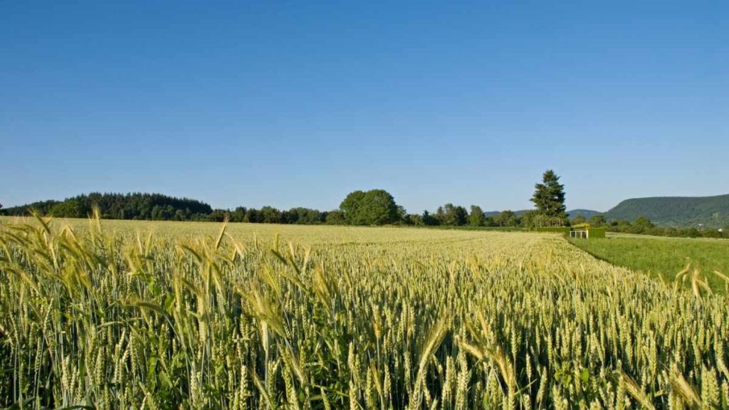 First Gene-Edited Crop Trials On UK Farms Begin - Crop Protection