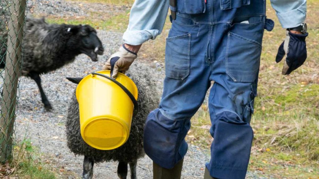 UK Government May Compensate Farmers For Mass Sheep Slaughter Due To No ...